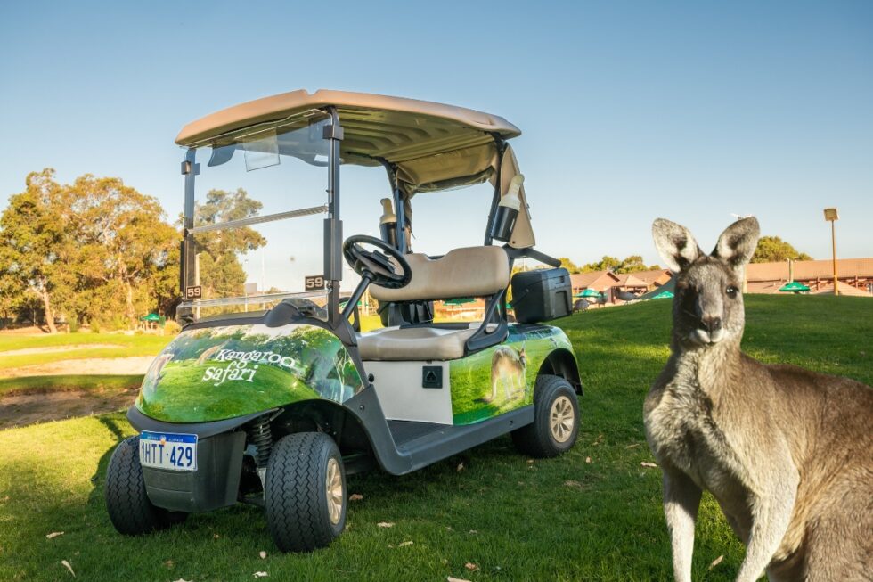 Kangaroo Safari packing them in at The Vines - GolfWA